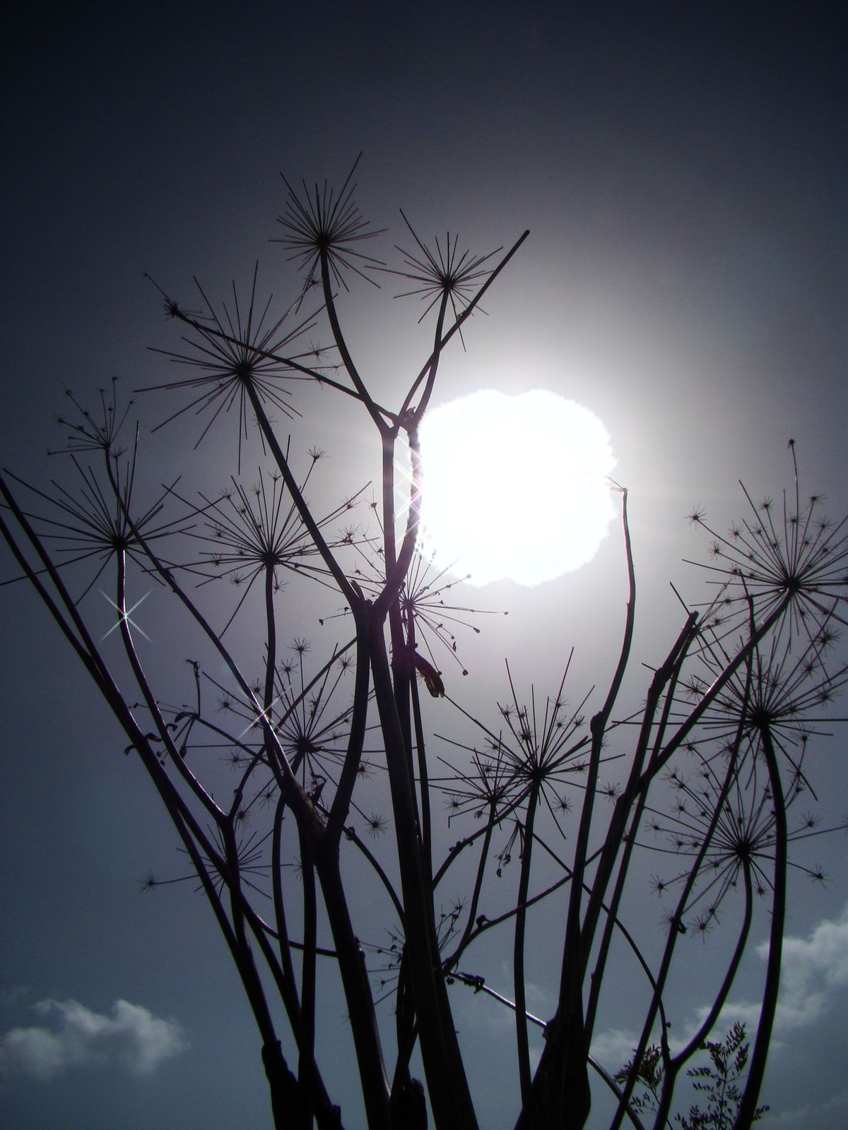 Pourquoi Orion s’appelle Orion ? - Orion Fleur-de-Carotte